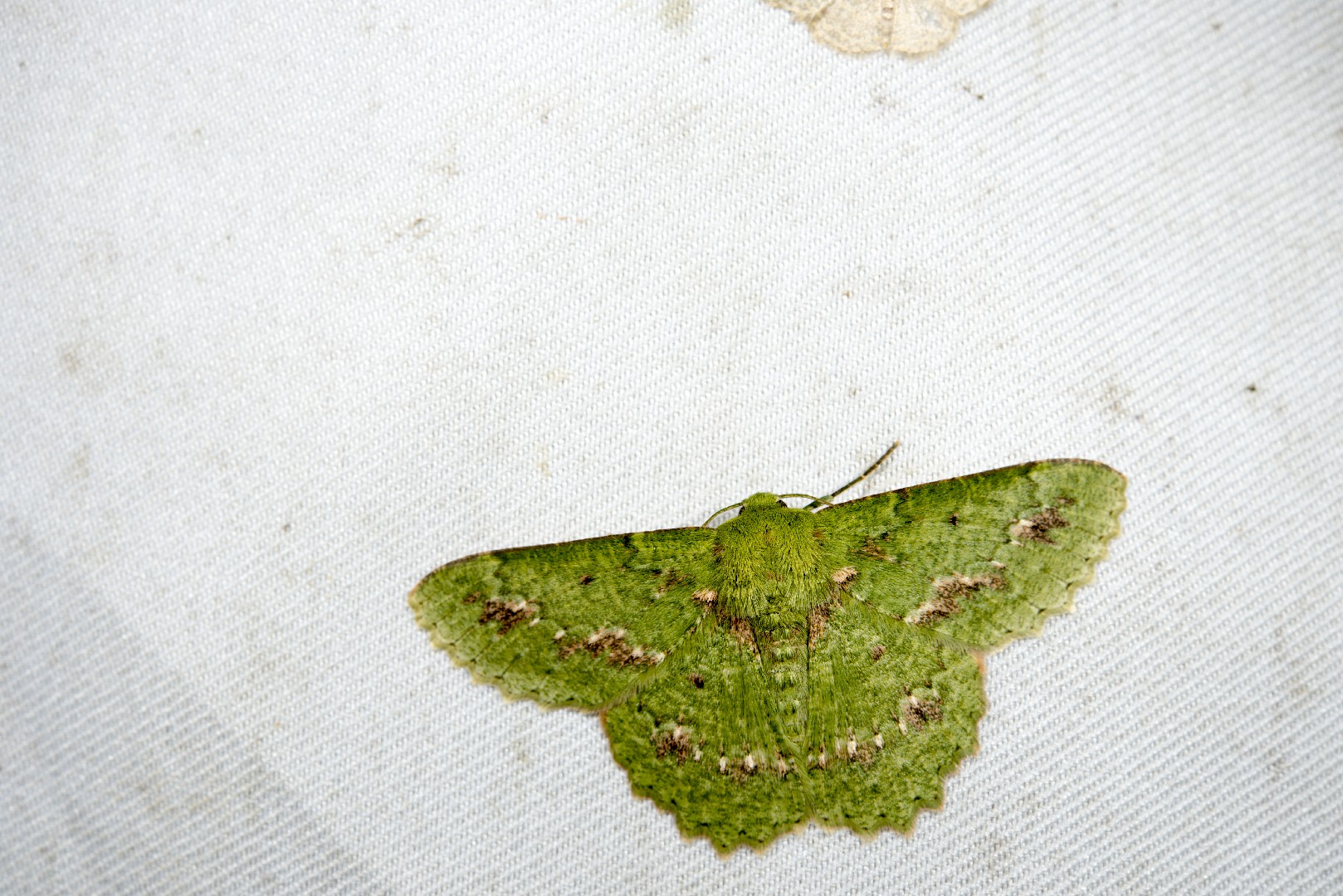 Herochroma (Herochroma) - Picture Insect