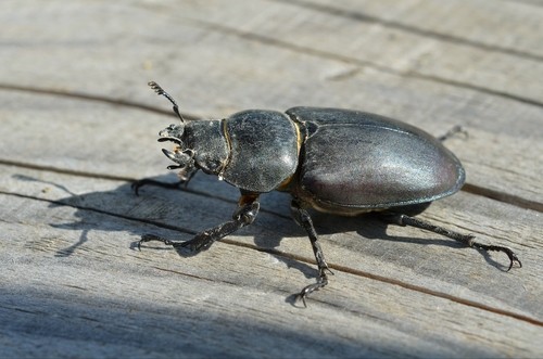Vaca-loura (Lucanus cervus) - Picture Insect