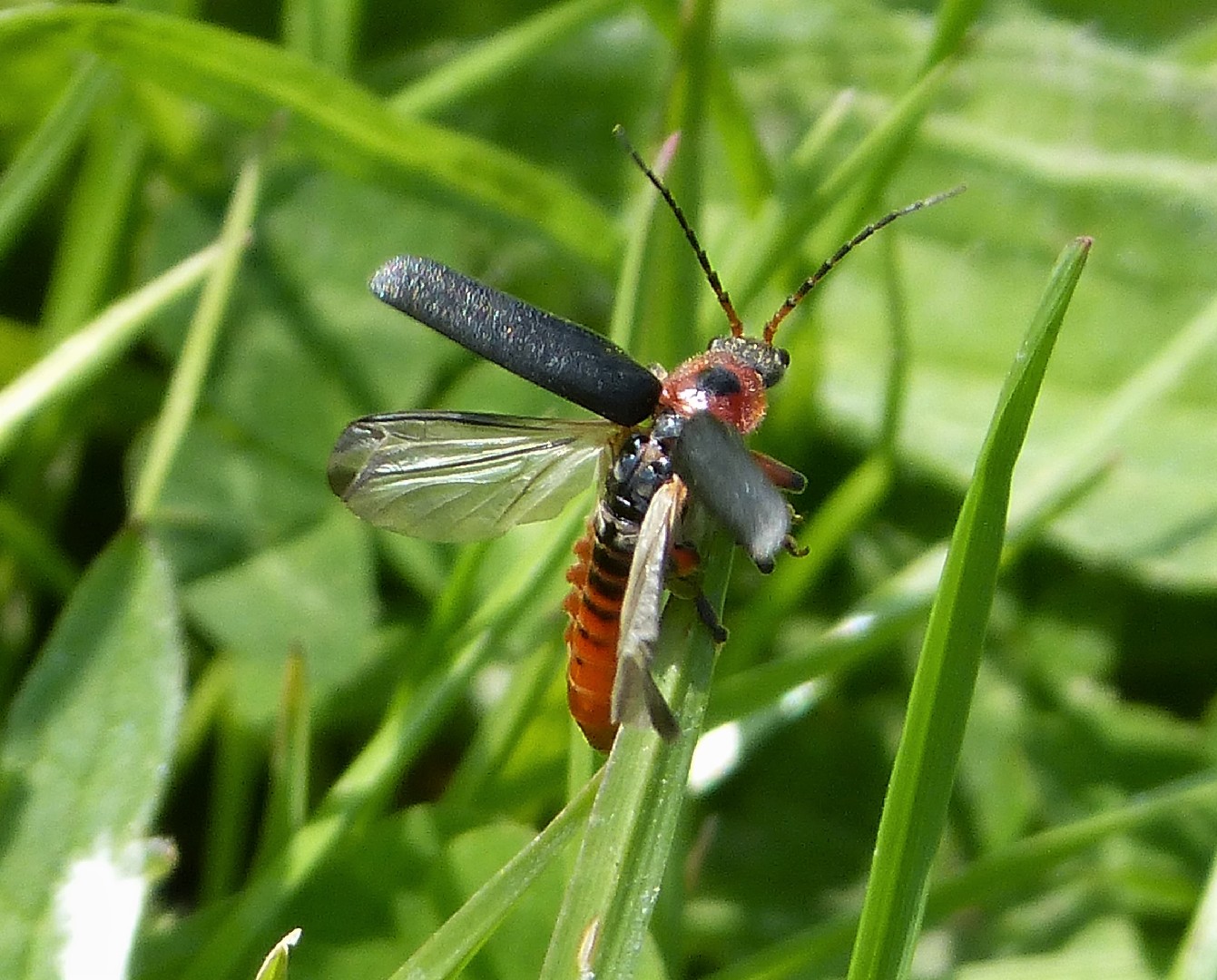 Escarabajo Soldado (Cantharis rustica) - Picture Insect