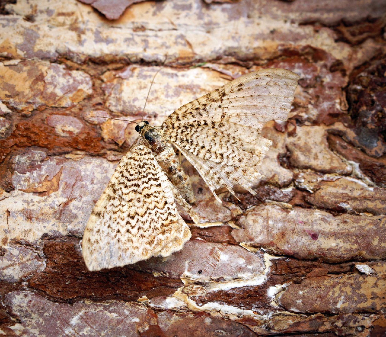 Hydria undulata (Hydria undulata) - Picture Insect