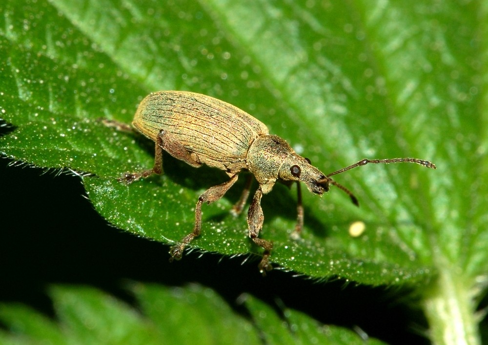 Слоники листовые (Phyllobius) - Picture Insect
