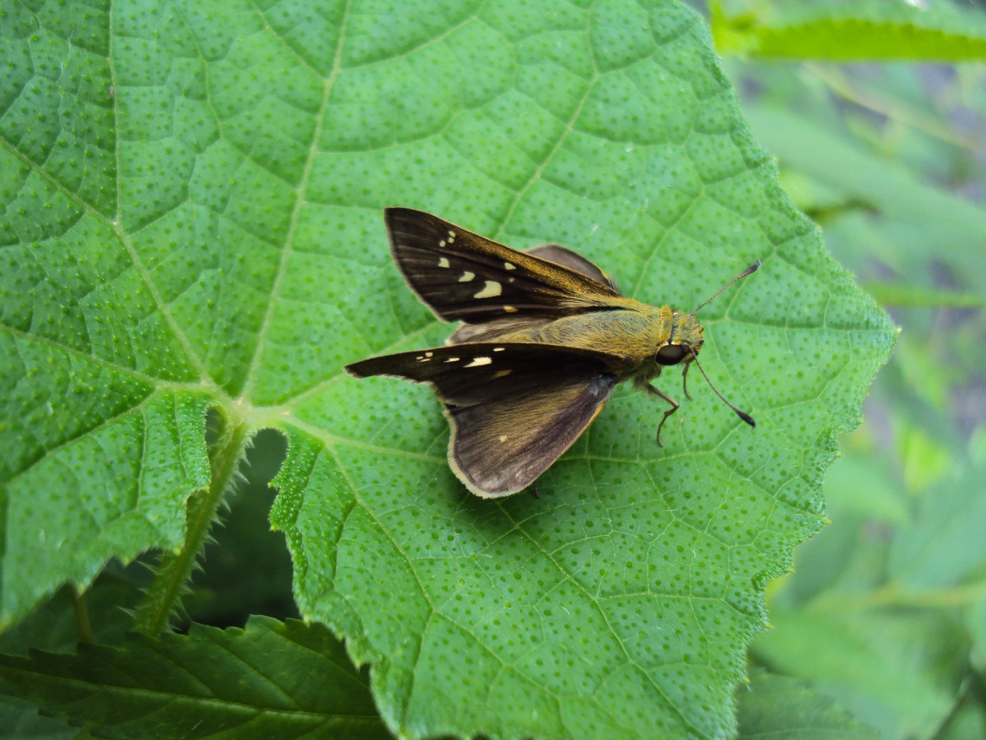 Borbo (Borbo) - Picture Insect