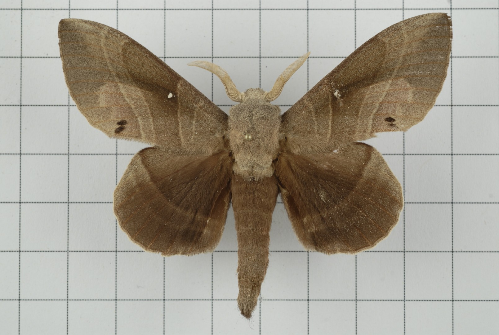 Lebeda nobilis (Lebeda nobilis) - Picture Insect