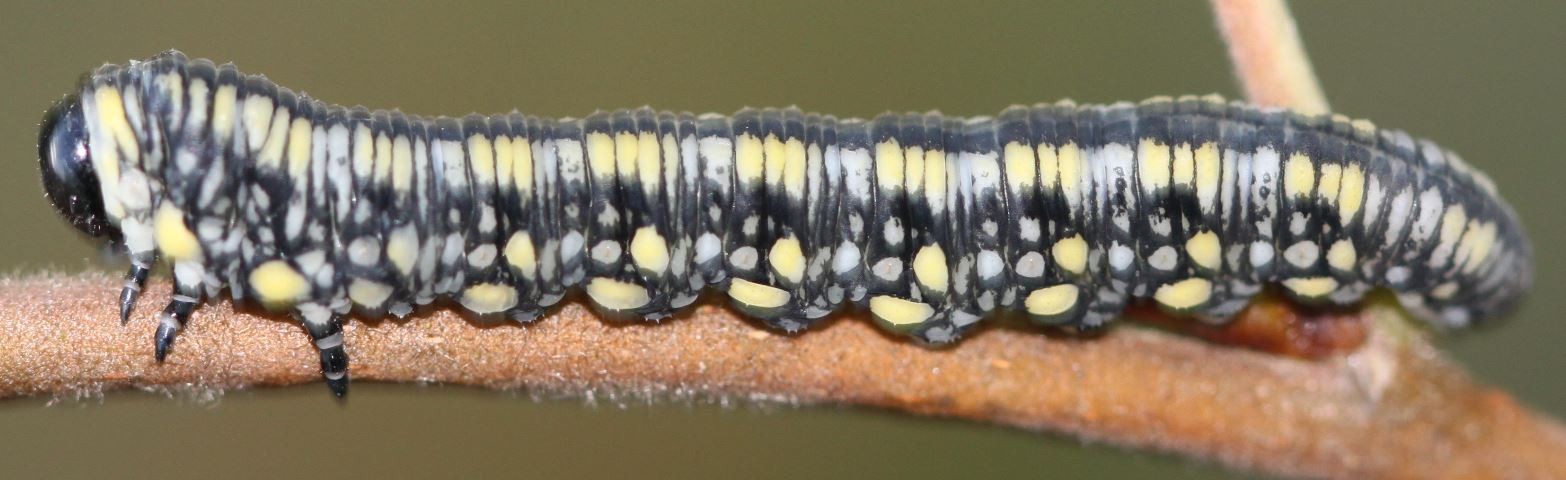 Diprion similis (Diprion similis) - Picture Insect