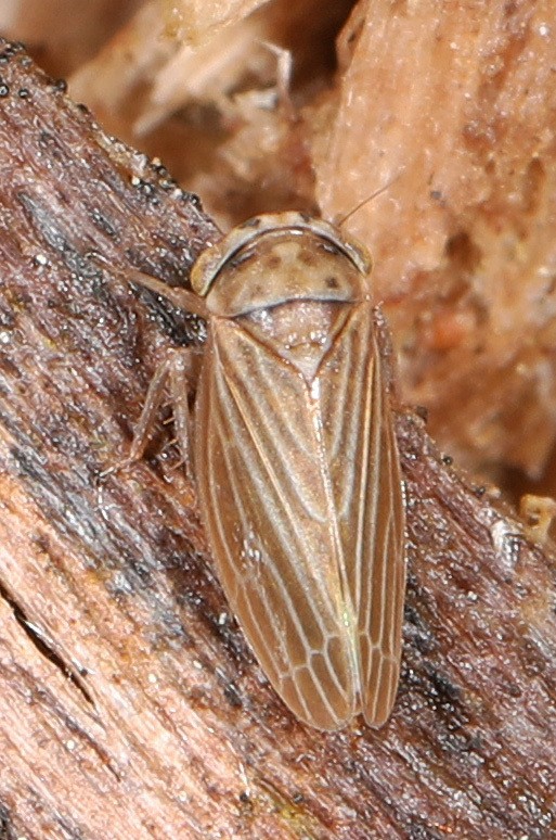 Agallia quadripunctata (Agallia quadripunctata) - Picture Insect