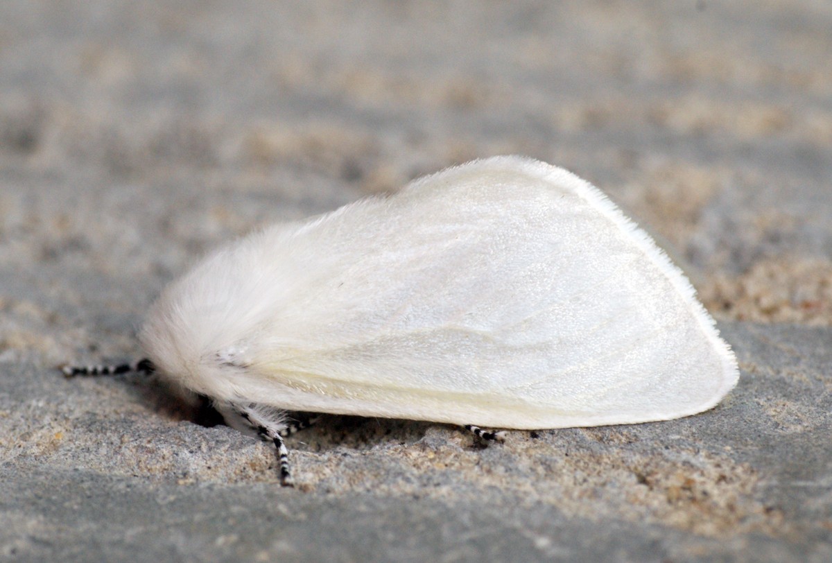 Leucoma (Leucoma) - Picture Insect