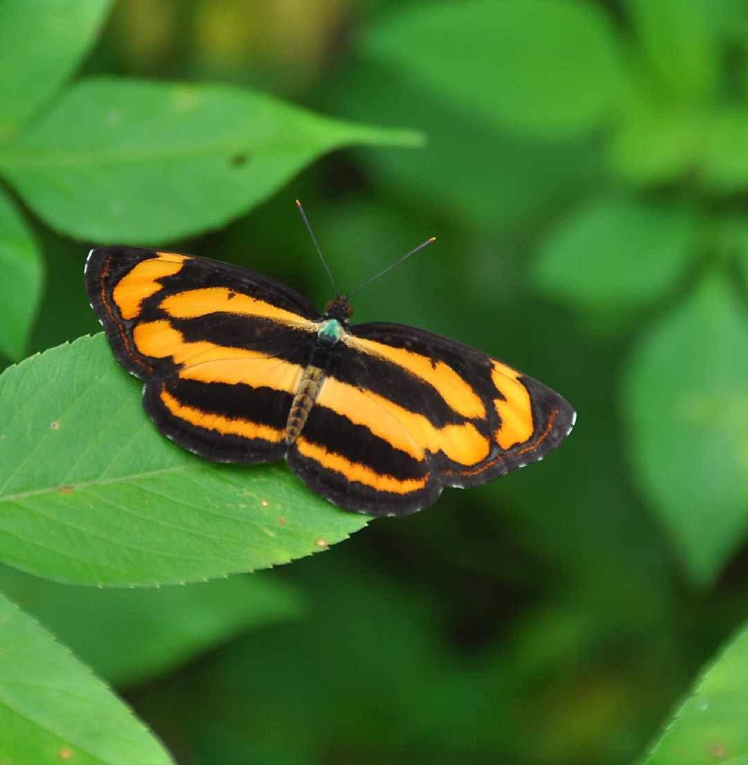 Pantoporia hordonia (Pantoporia hordonia) - Picture Insect
