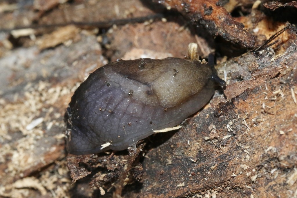Milax gagates (Milax gagates) - Picture Insect