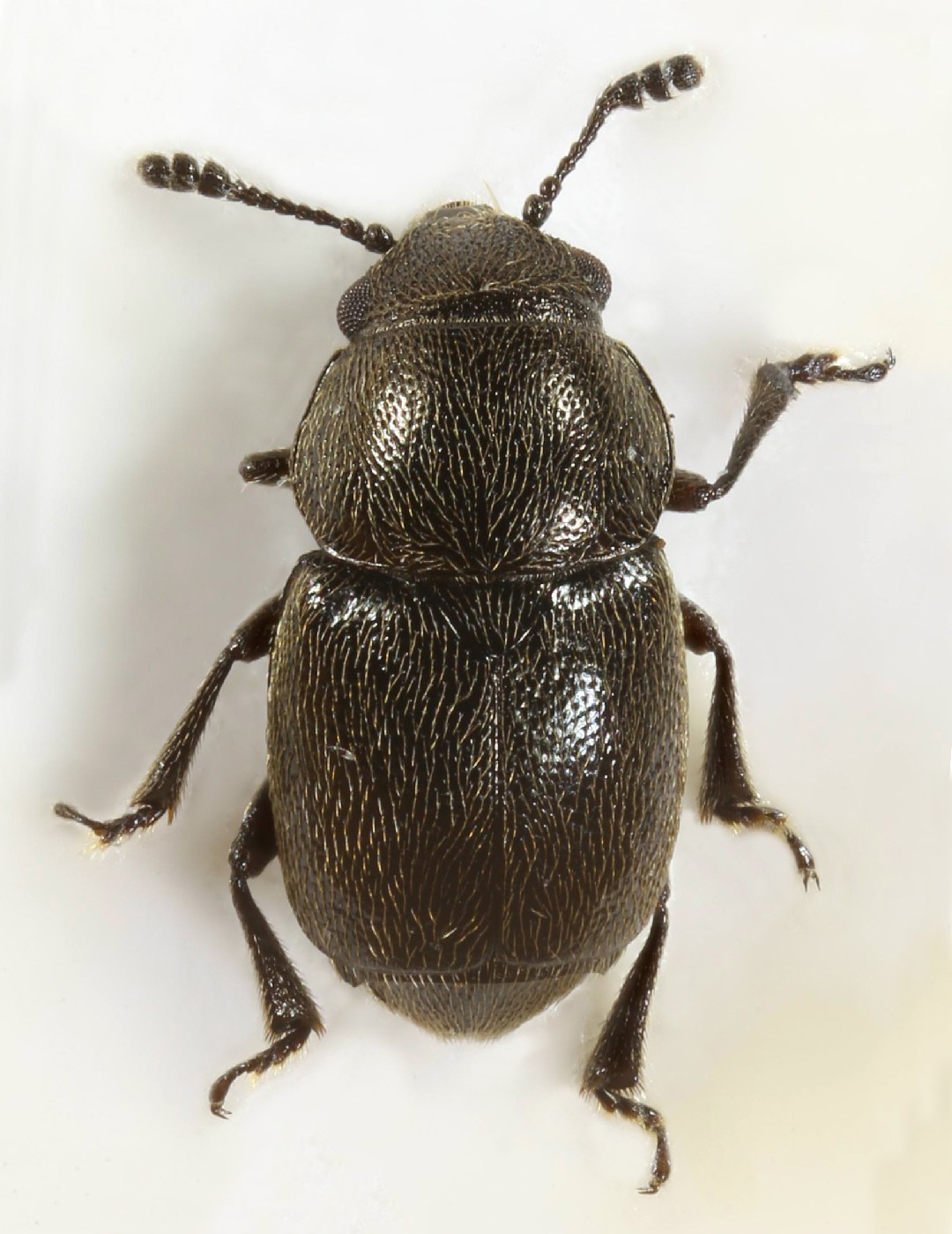 Brachypterus glaber (Brachypterus glaber) - Picture Insect