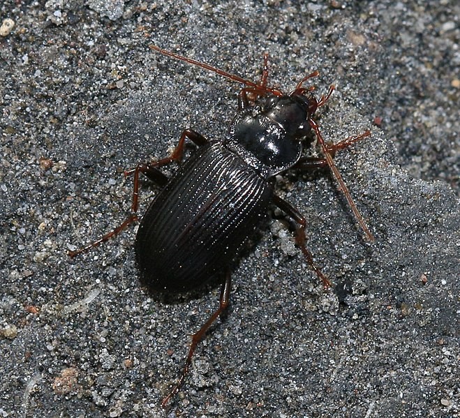 Nebria salina (Nebria salina) - Picture Insect