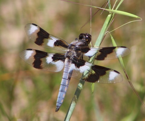 Libellula forensis (Libellula forensis) - Picture Insect