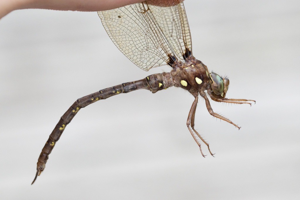 Boyeria (Boyeria) - Picture Insect