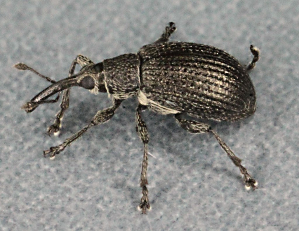 Betulapion simile (Betulapion simile) - Picture Insect