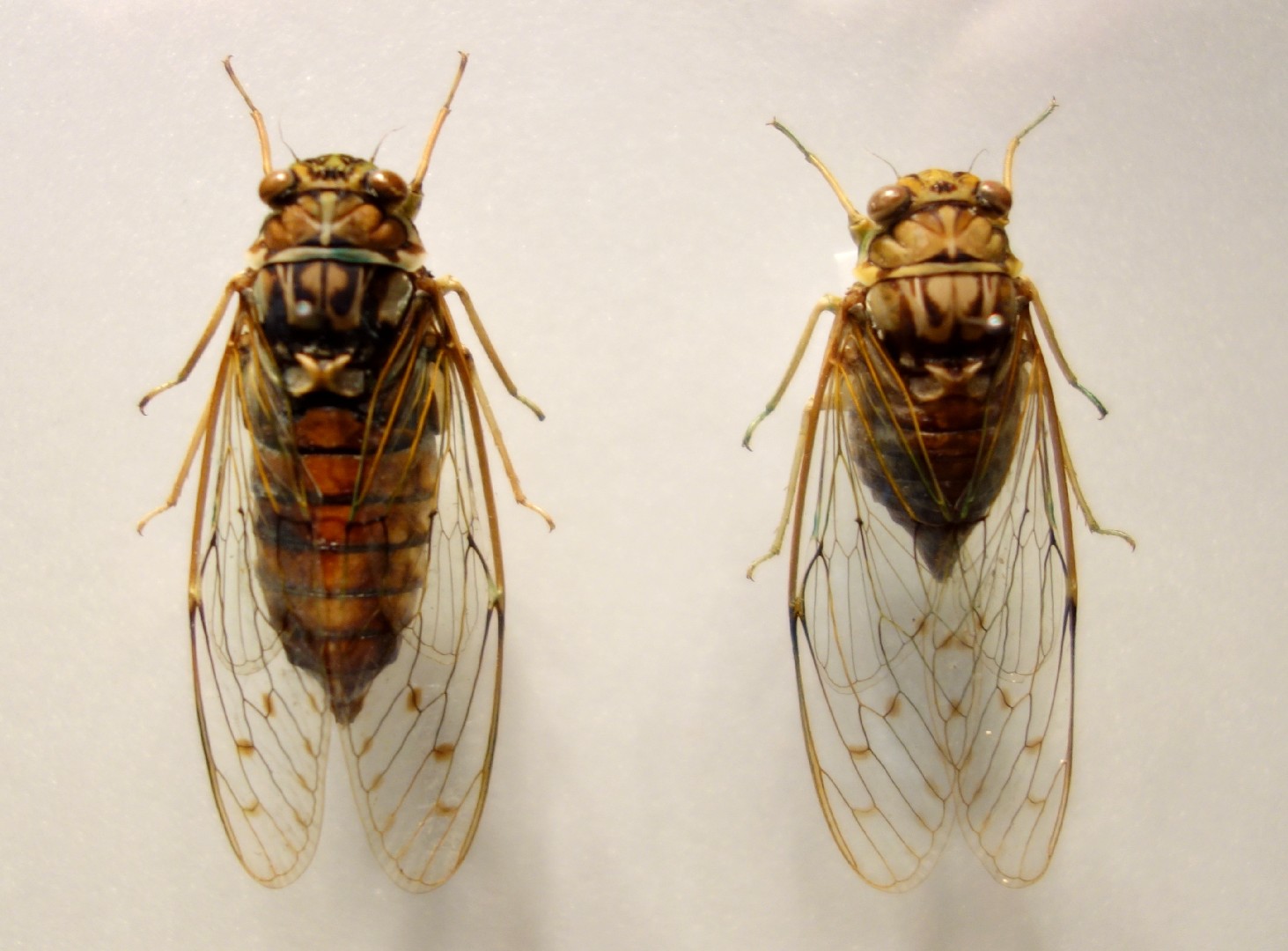 Tanna japonensis (Tanna japonensis) - Picture Insect