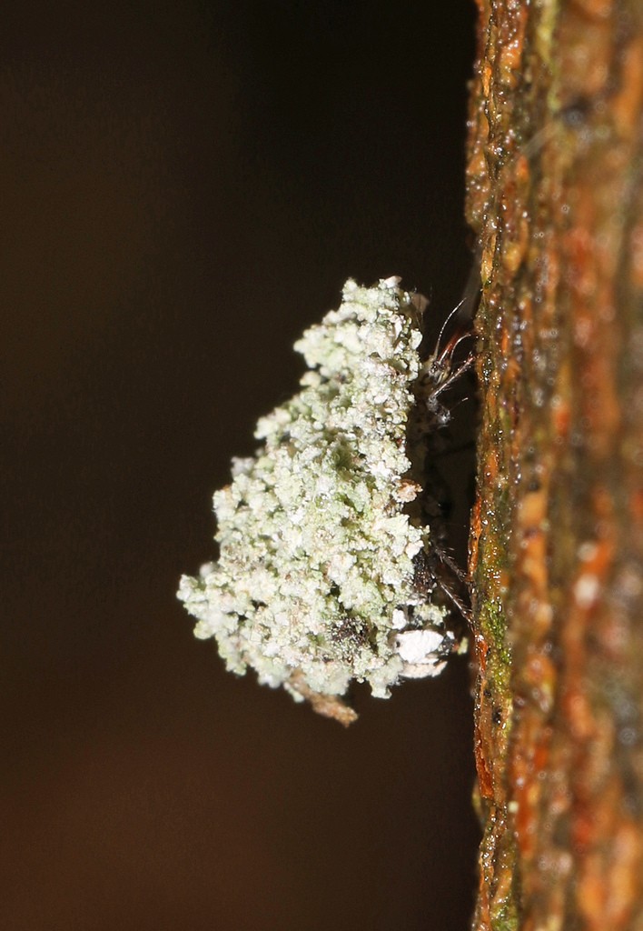 Crisopas (Chrysopidae) - Picture Insect