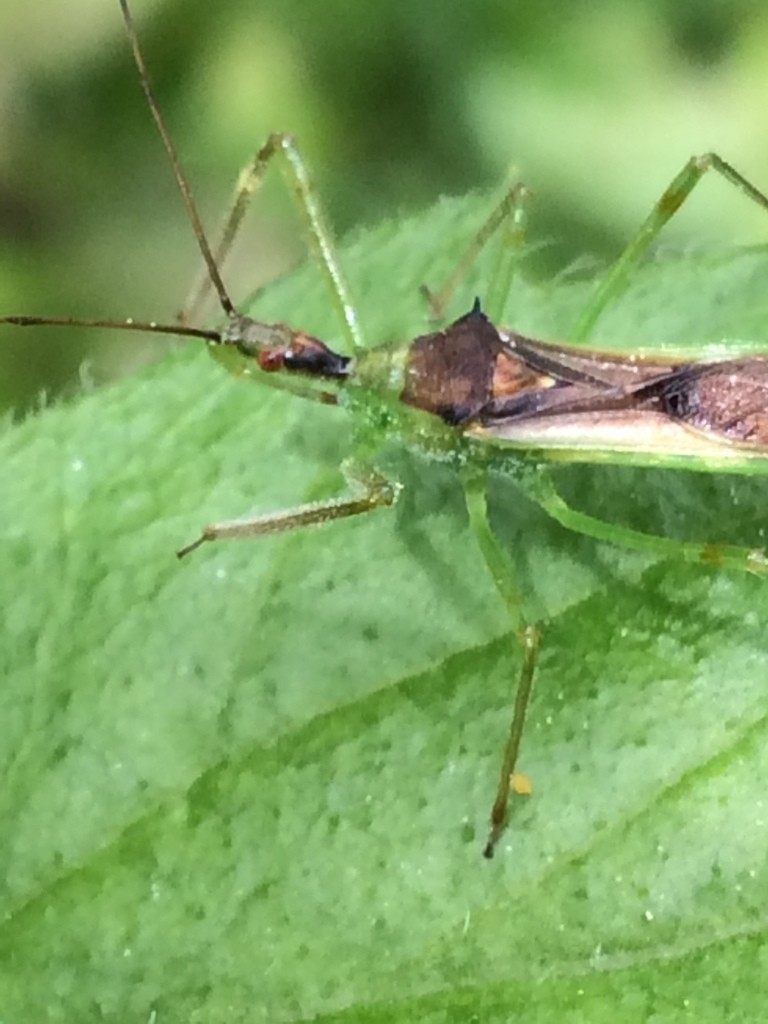 Zelus luridus (Zelus luridus) - Picture Insect
