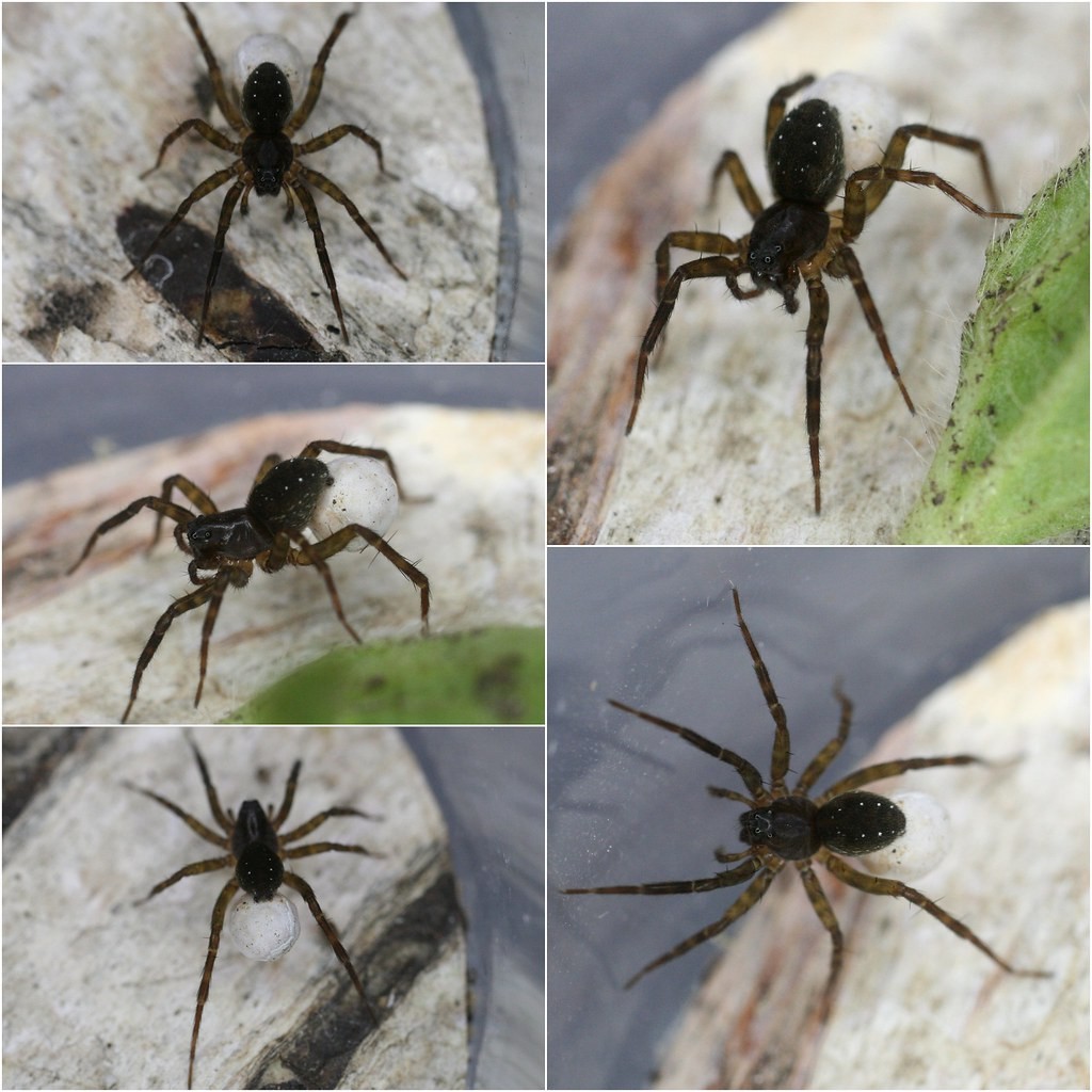 Piratula (Piratula) - Picture Insect