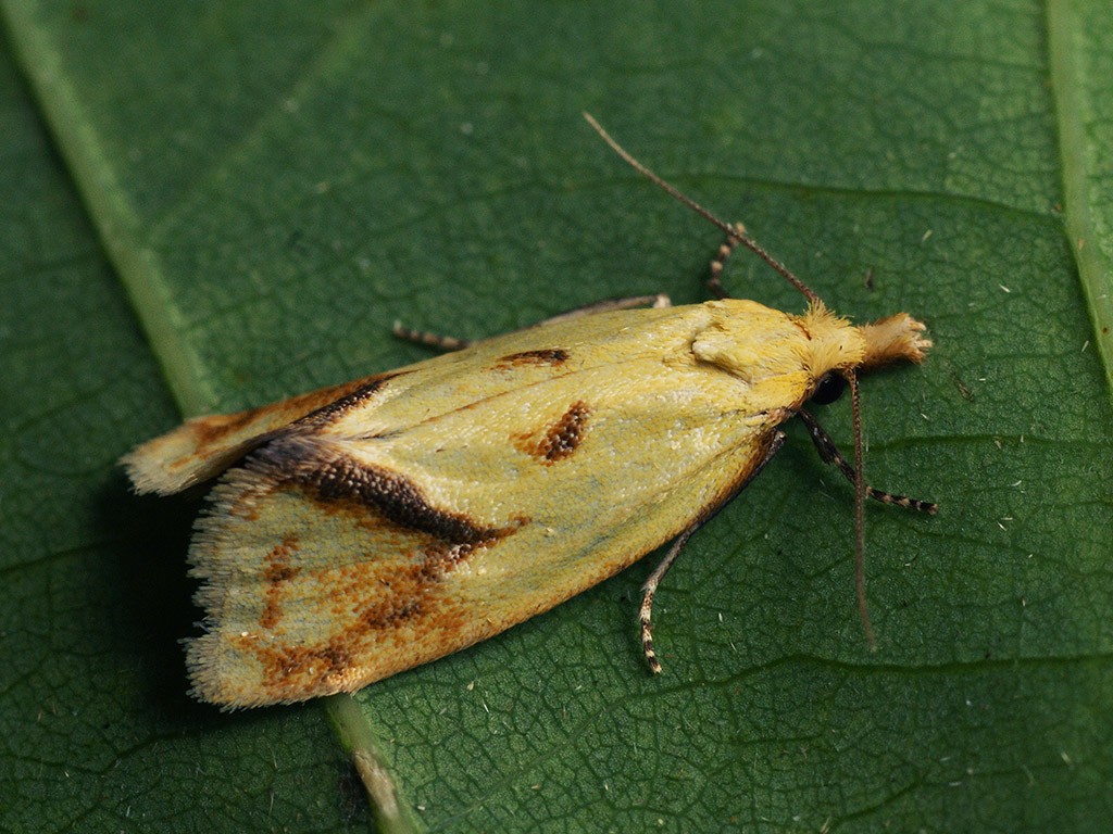 Agapeta hamana (Agapeta hamana) - Picture Insect