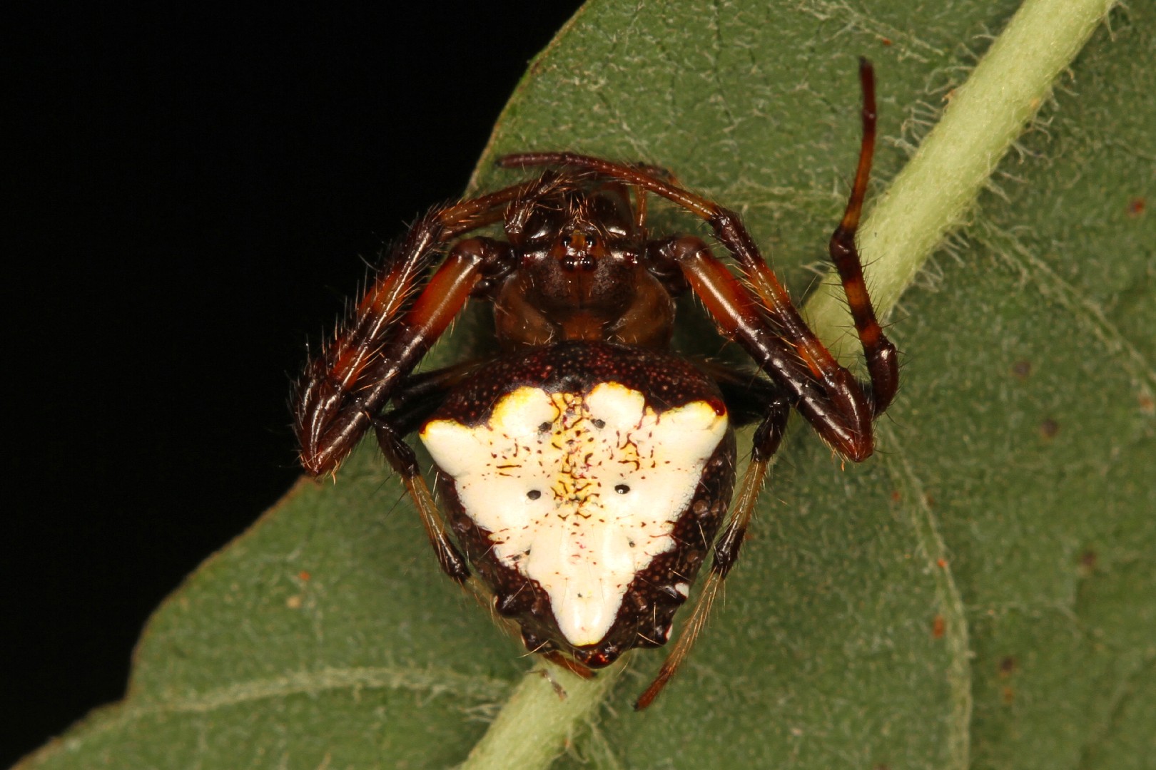 Araña cabeza de flecha (Verrucosa arenata) - Picture Insect