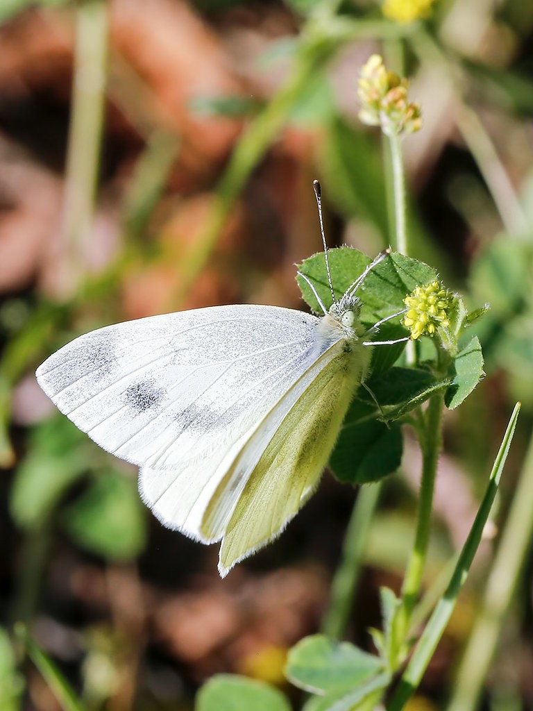 Pieris mannii (Pieris mannii) - Picture Insect