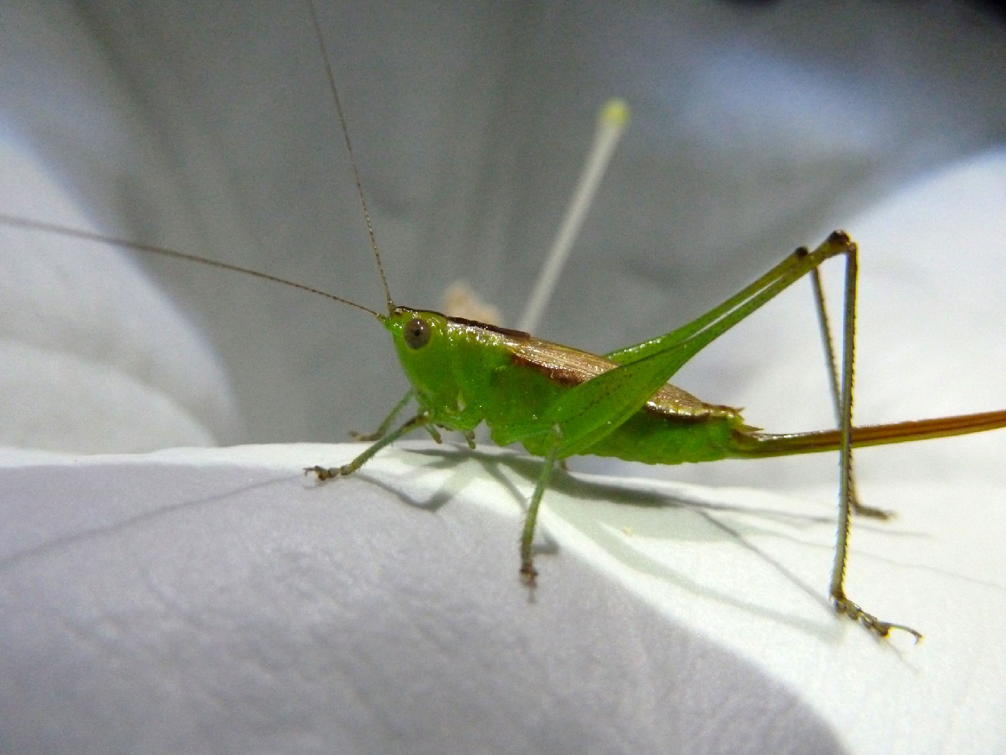 Conocephalus (Conocephalus) - Picture Insect