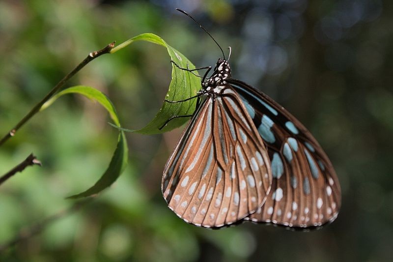 Ideopsis similis (Ideopsis similis) - Picture Insect