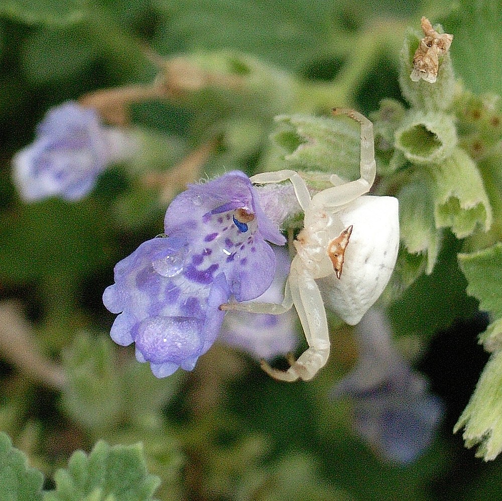 Thomisus labefactus (Thomisus labefactus) - Picture Insect