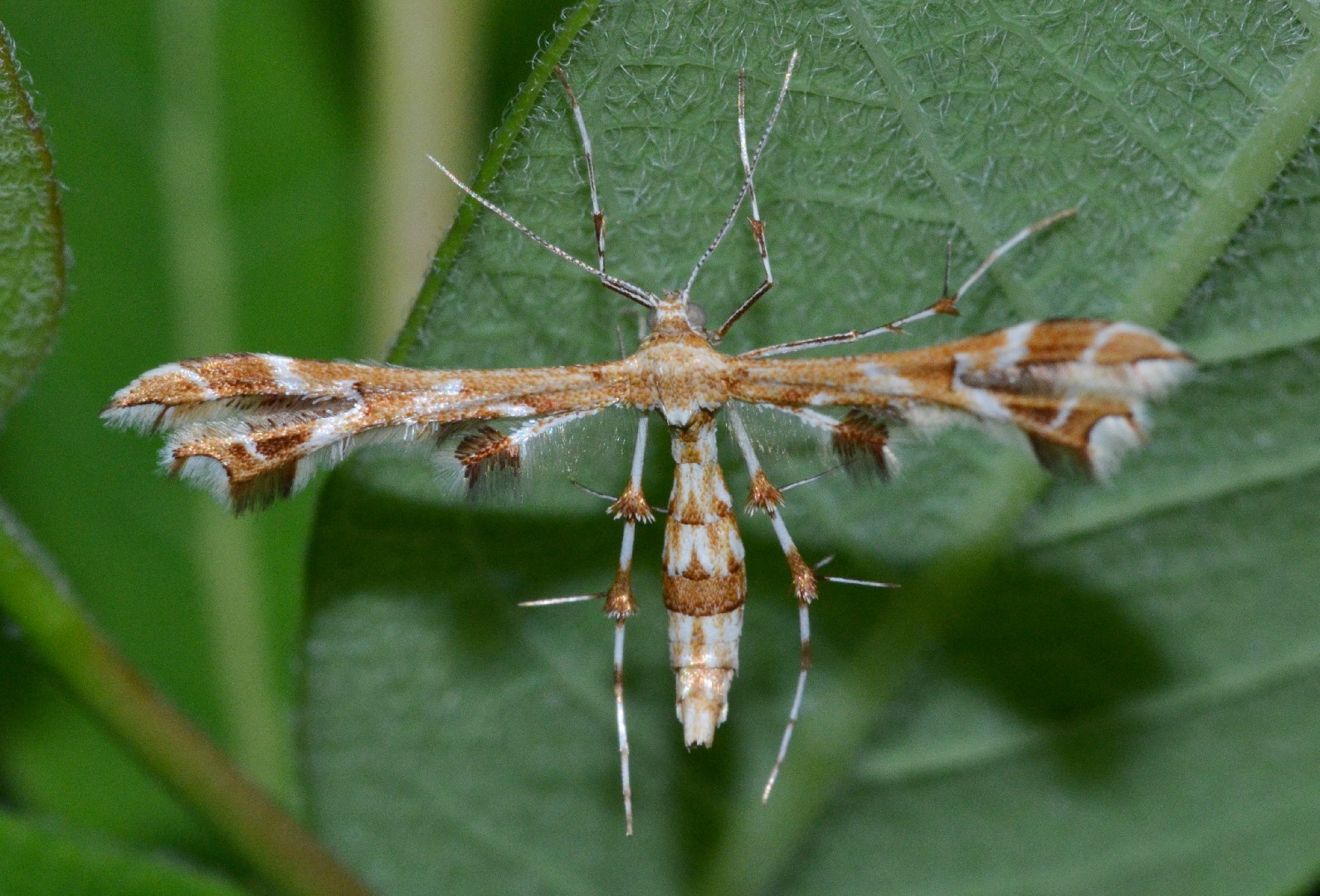 Geina (Geina) - Picture Insect