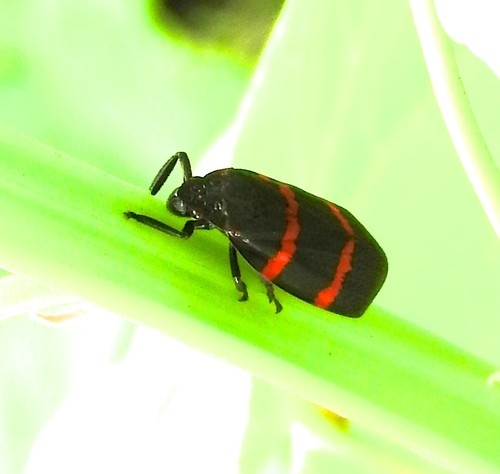 Huaina (Huaina) - Picture Insect