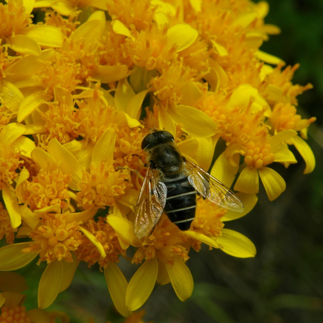 Eristalis interrupta (Eristalis interrupta) - Picture Insect