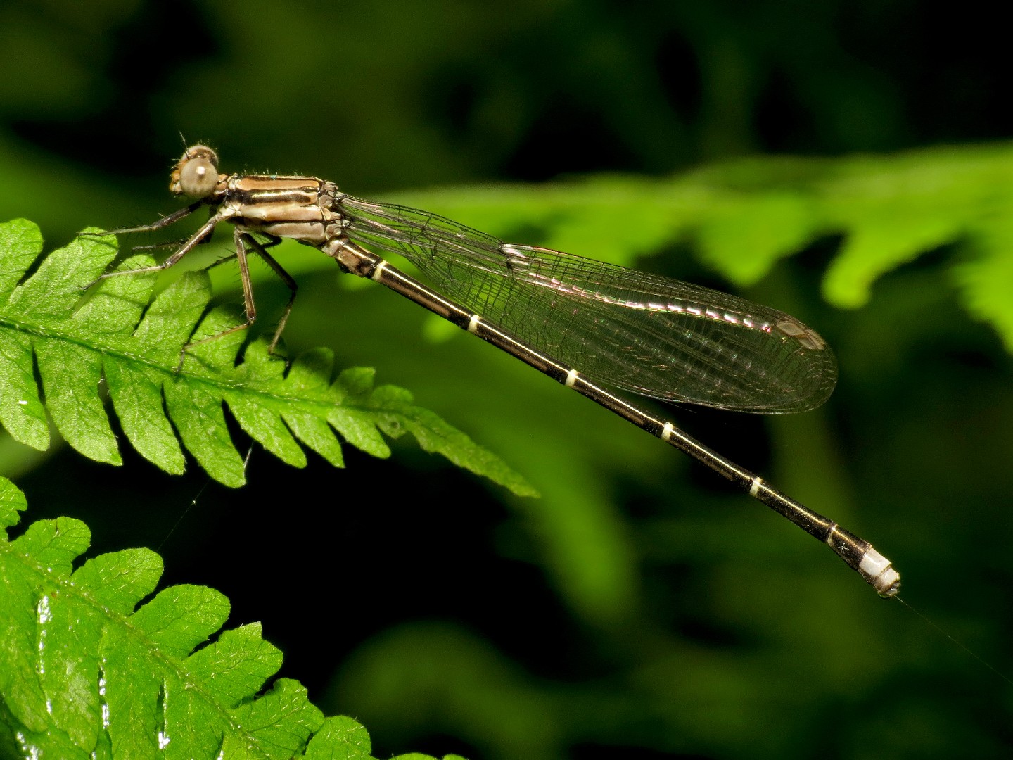Argia tibialis (Argia tibialis) - Picture Insect