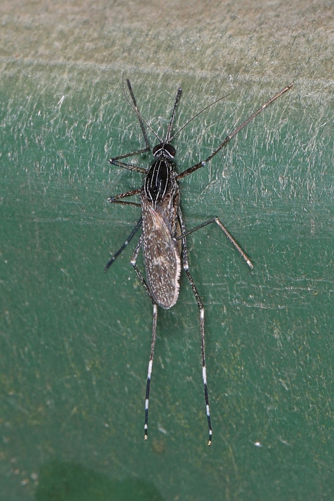 Orthopodomyia signifera (Orthopodomyia signifera) - Picture Insect