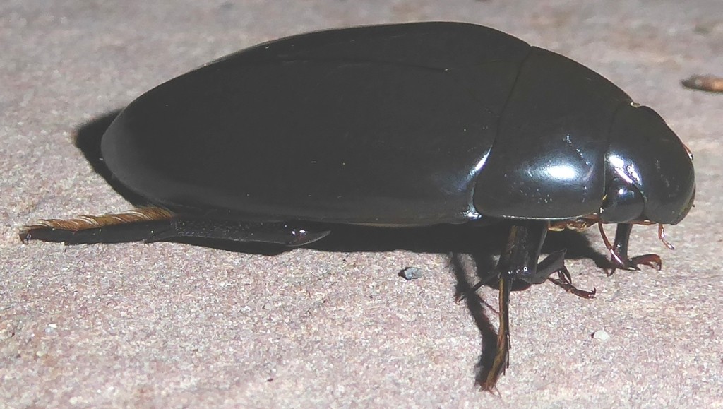 Hydrophilus triangularis (Hydrophilus triangularis) - Picture Insect