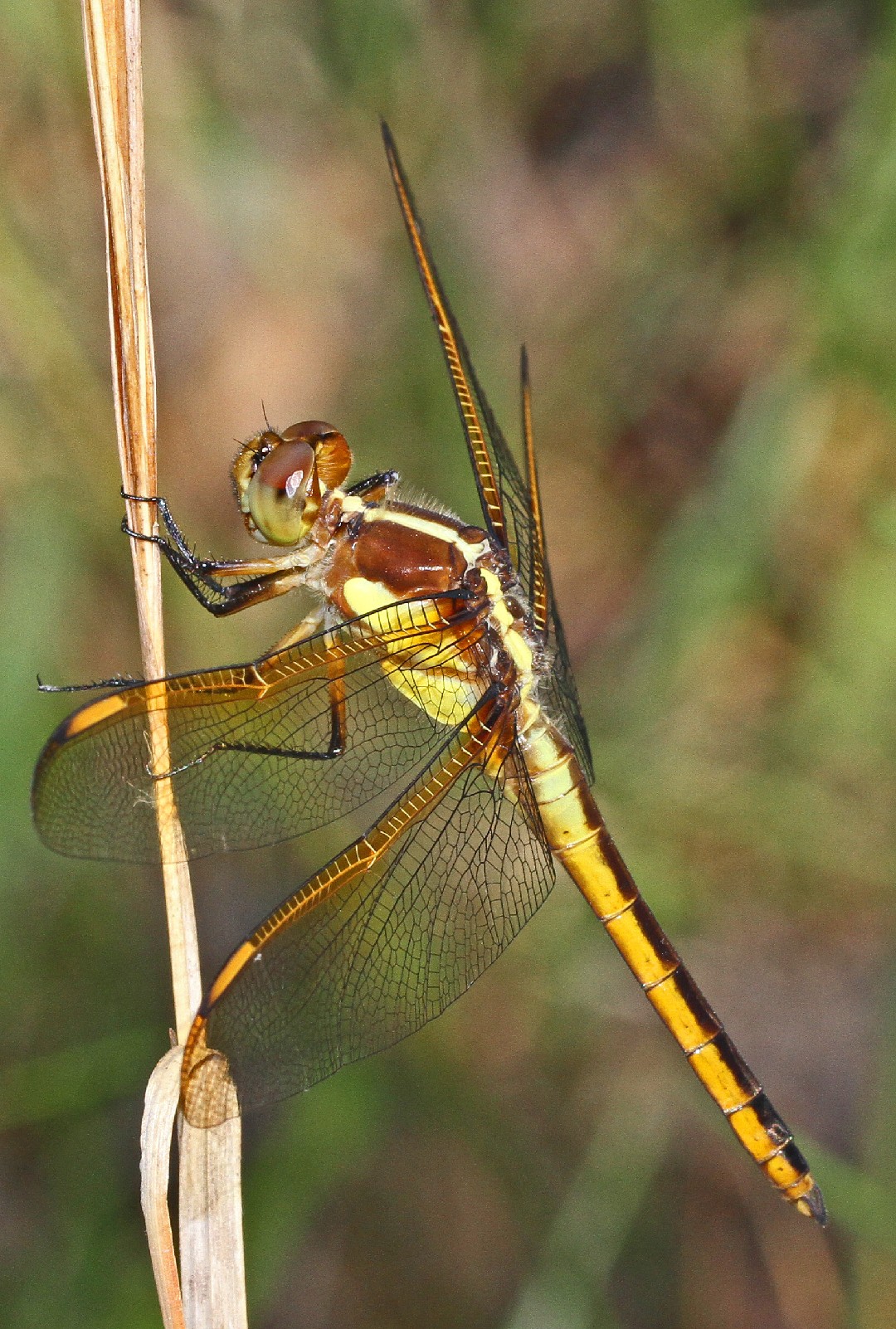 Libellula flavida (Libellula flavida) - Picture Insect