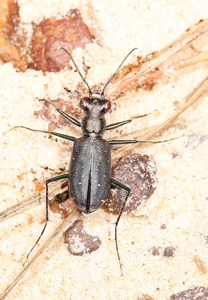 Cicindela punctulata (Cicindela punctulata) - Picture Insect