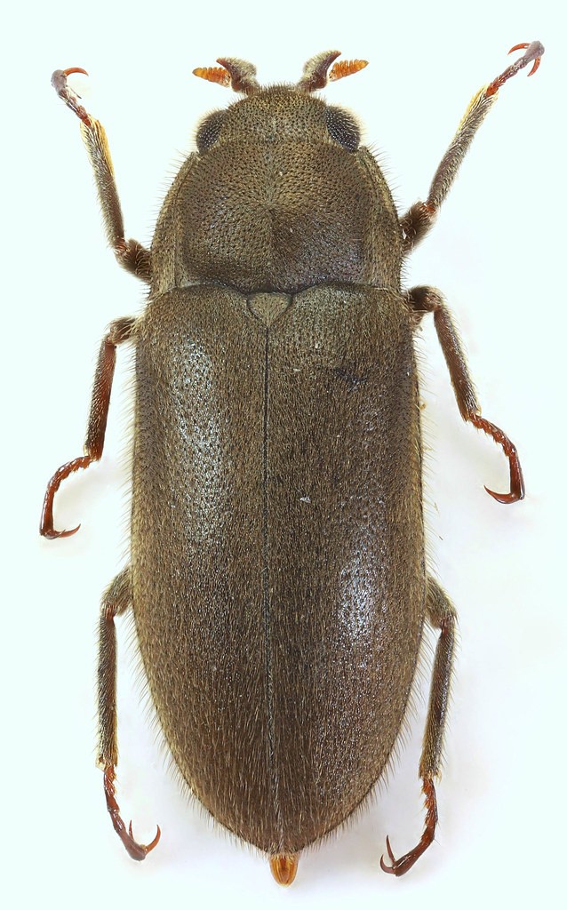 Dryops (Dryops) - Picture Insect