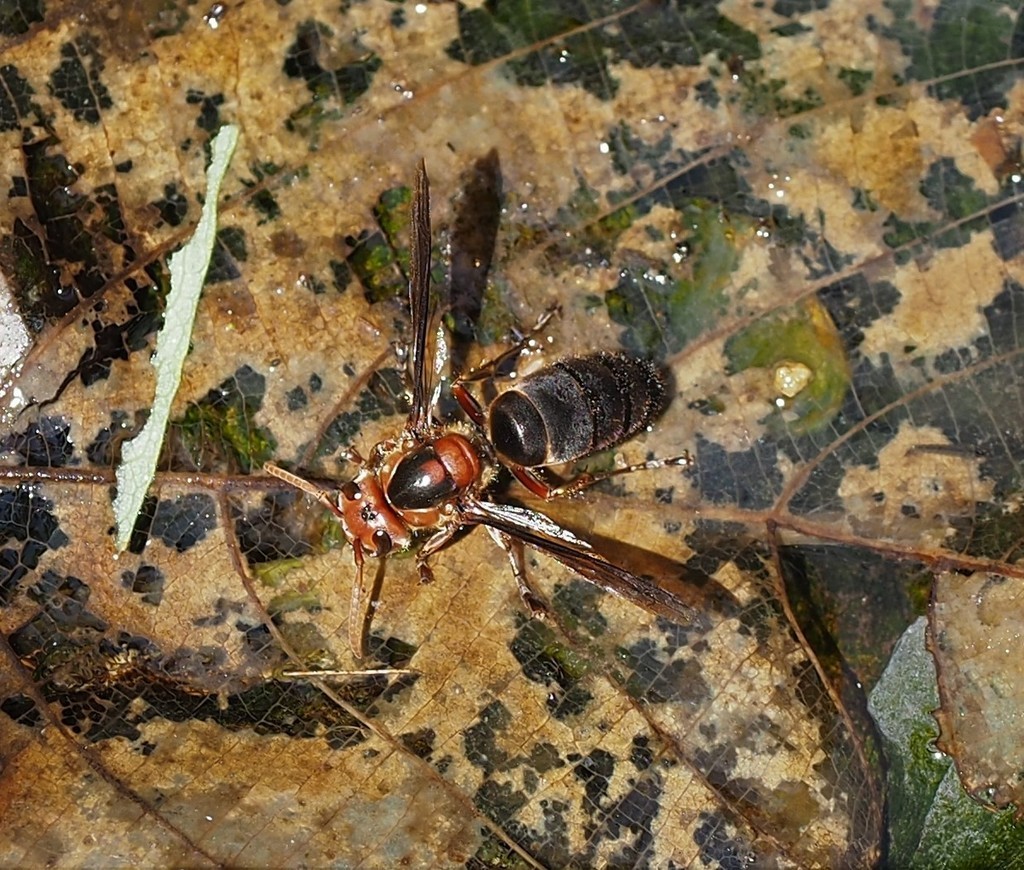 Avispones (Vespa) - Picture Insect