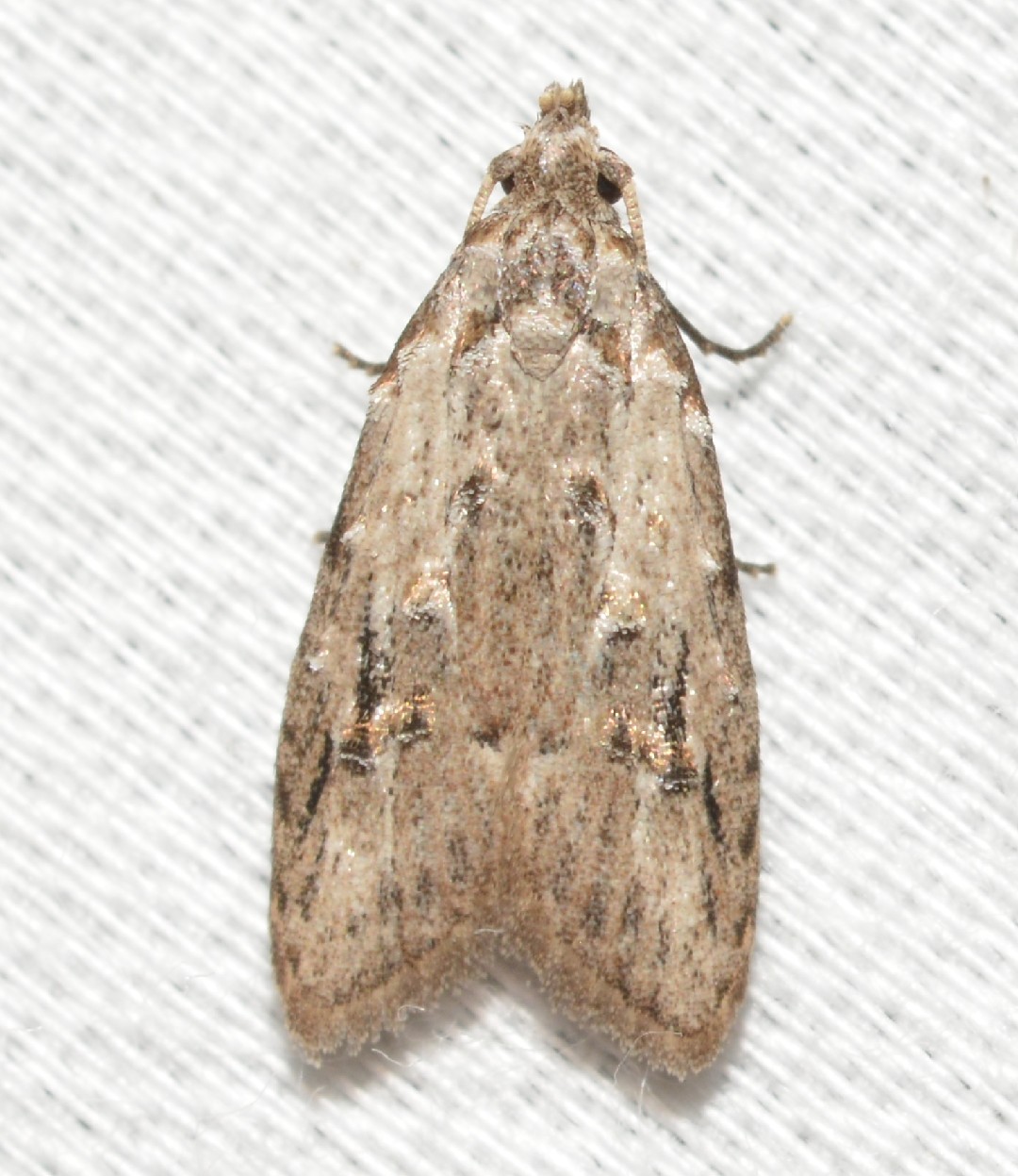 Carposina (Carposina) - Picture Insect