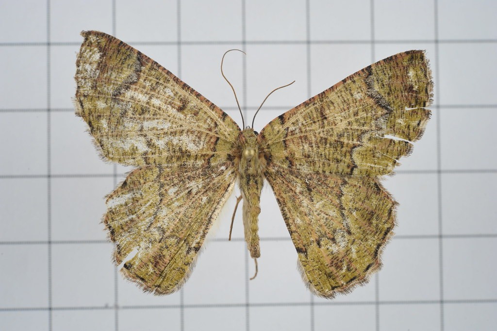 Lophophelma (Lophophelma) - Picture Insect