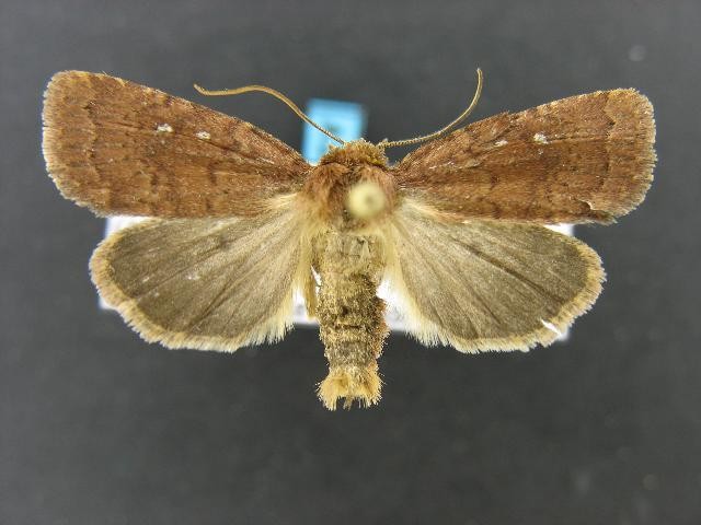 Pseudorthodes vecors (Pseudorthodes vecors) - Picture Insect