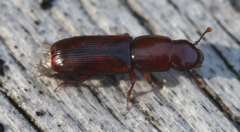 Rhizophagus (Rhizophagus) - Picture Insect
