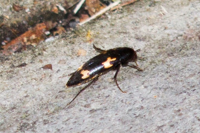 Dircaea (Dircaea) - Picture Insect