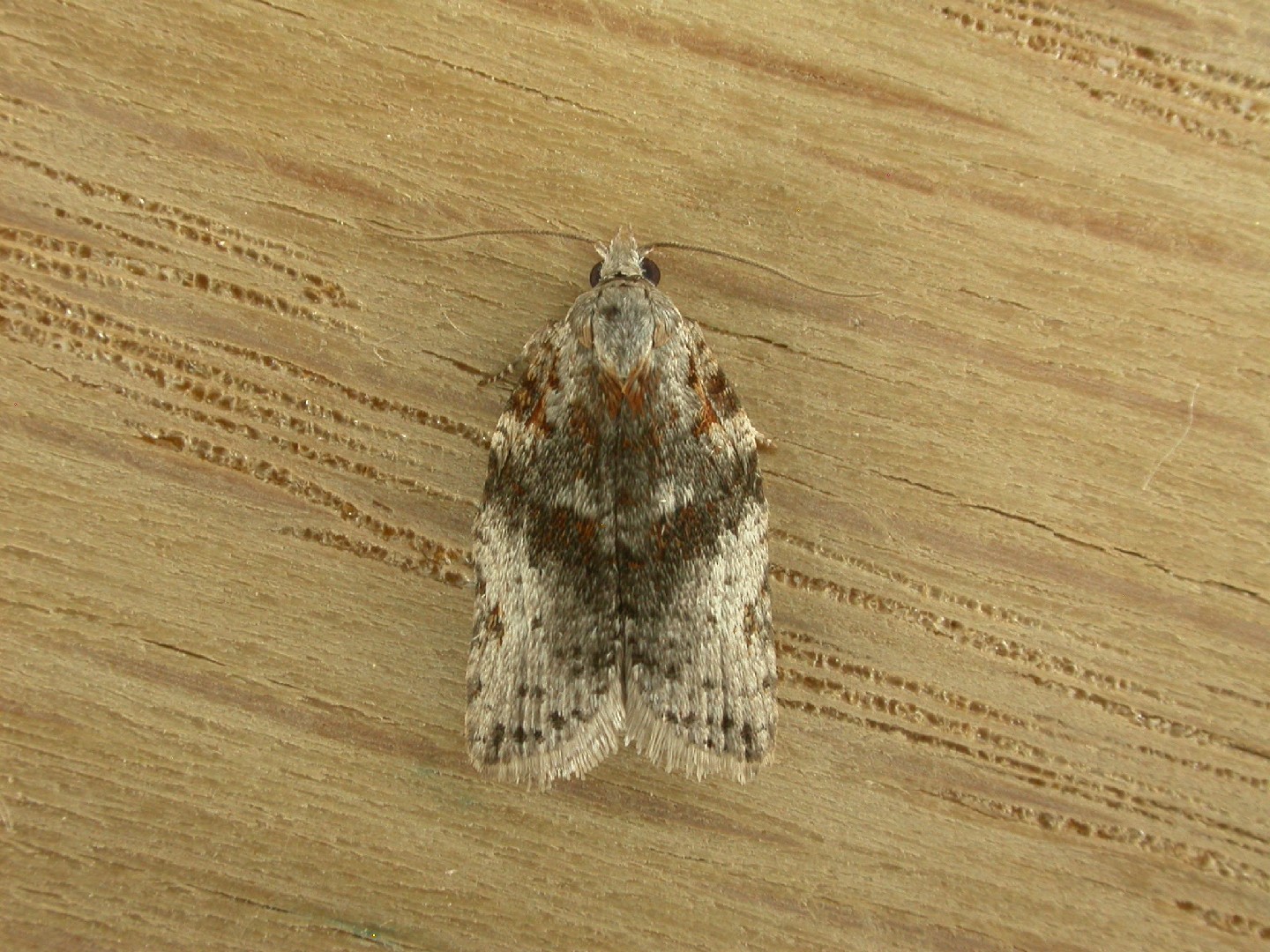 Isotenes (Isotenes) - Picture Insect