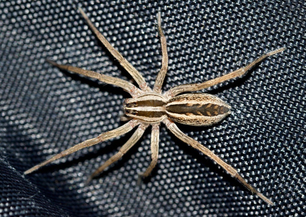 Rabidosa rabida (Rabidosa rabida) - Picture Insect