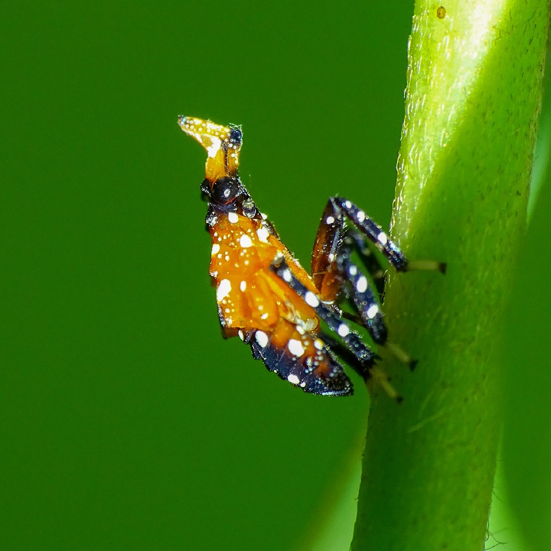 Lycorma (Lycorma) - Picture Insect