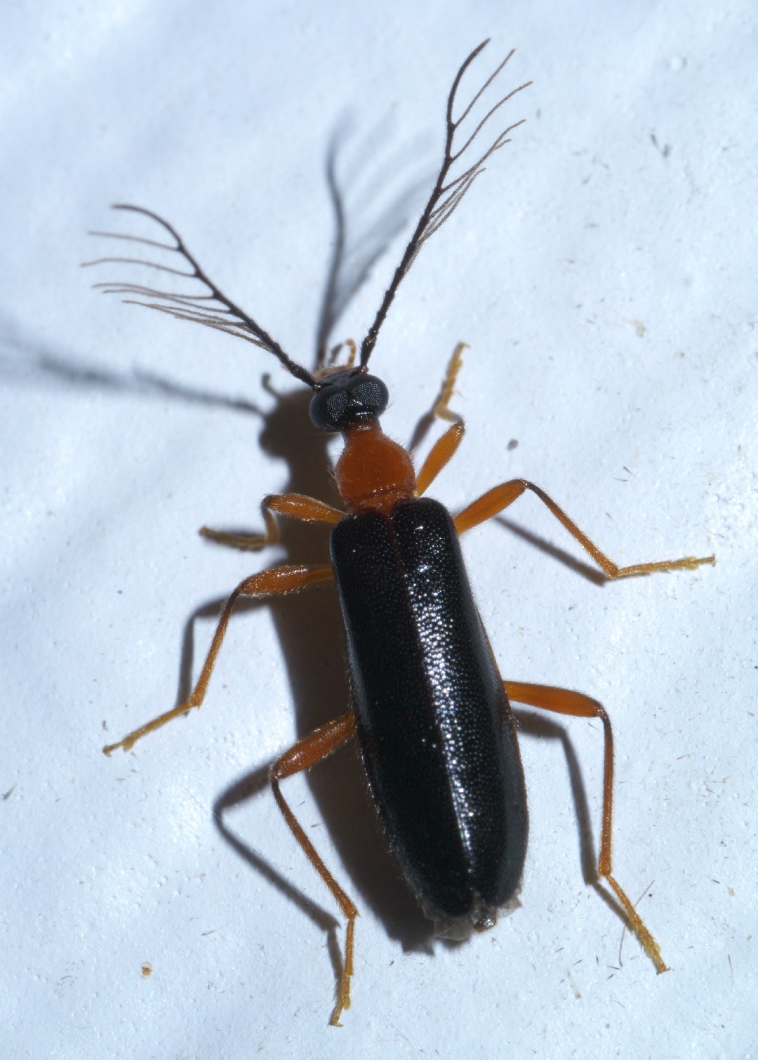 Dendroides canadensis (Dendroides canadensis) - Picture Insect