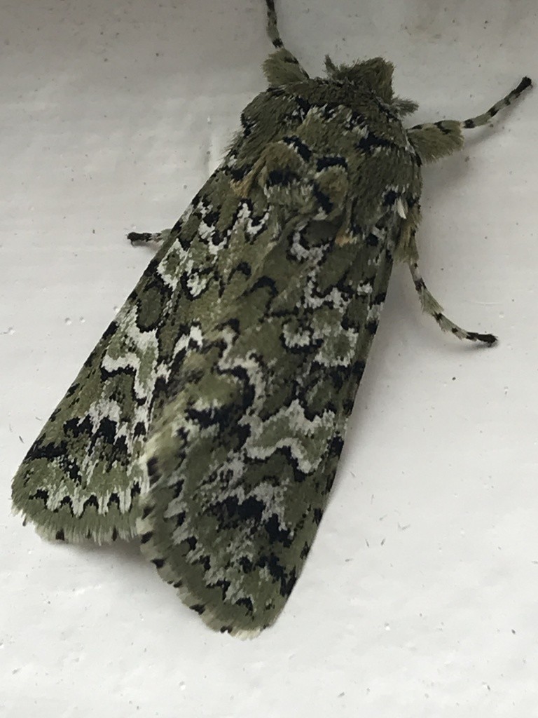 Feralia februalis (Feralia februalis) - Picture Insect