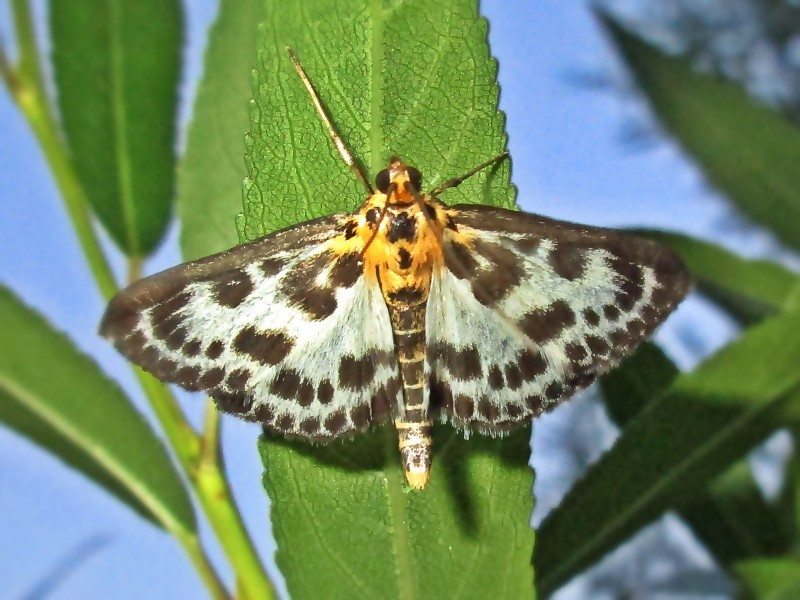 Anania (Anania) - Picture Insect