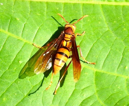 Avispa verdugo (Polistes carnifex) - Picture Insect