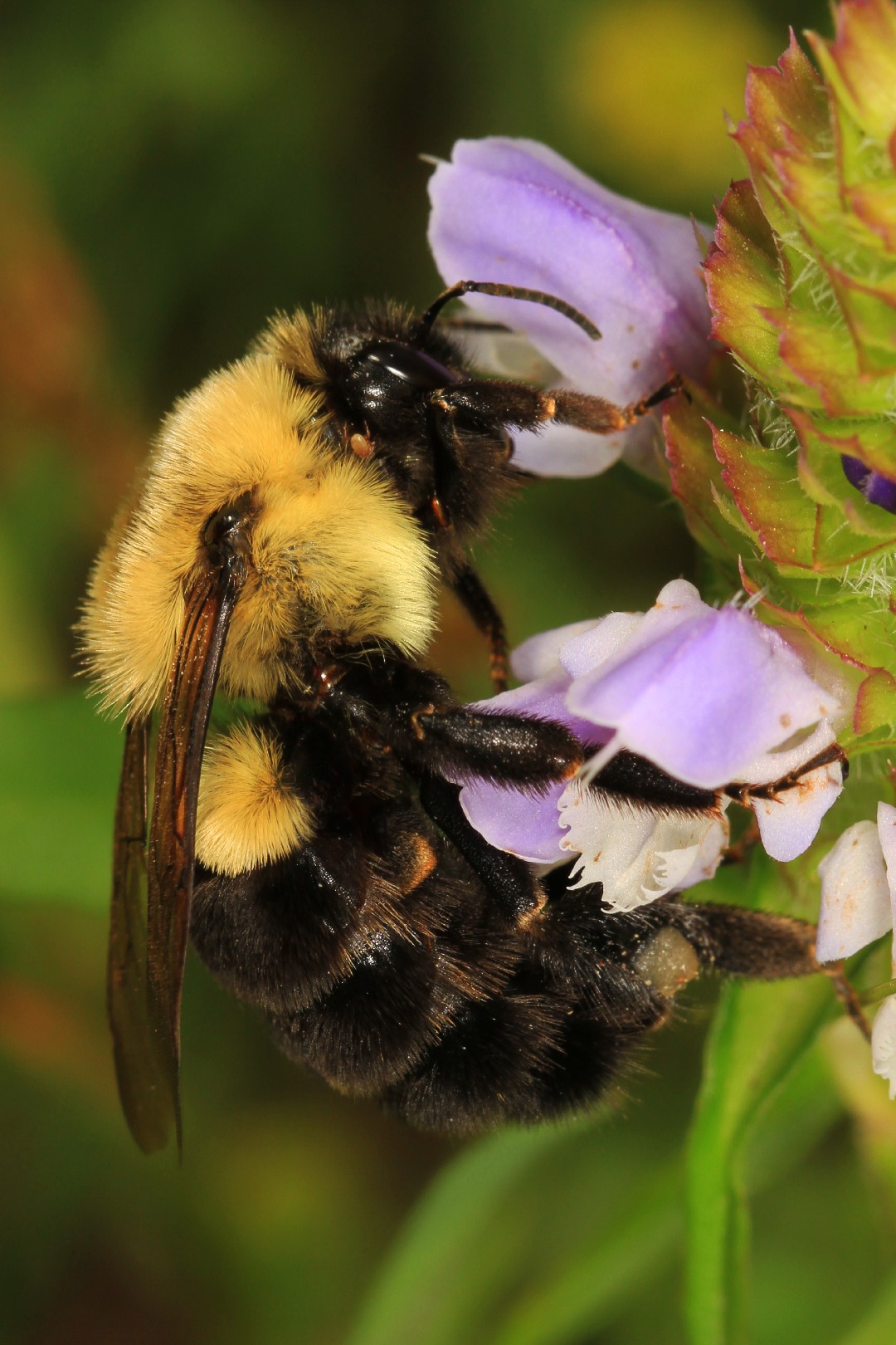 Bombus griseocollis (Bombus griseocollis) - Picture Insect